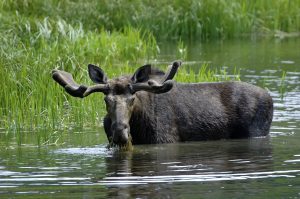 Interesting Facts About the Bull Moose - Burntwood Lodge